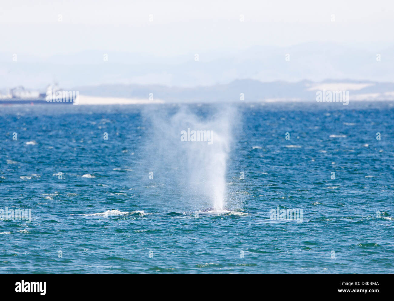 Humpback Whale Spouting Stock Photo - Alamy