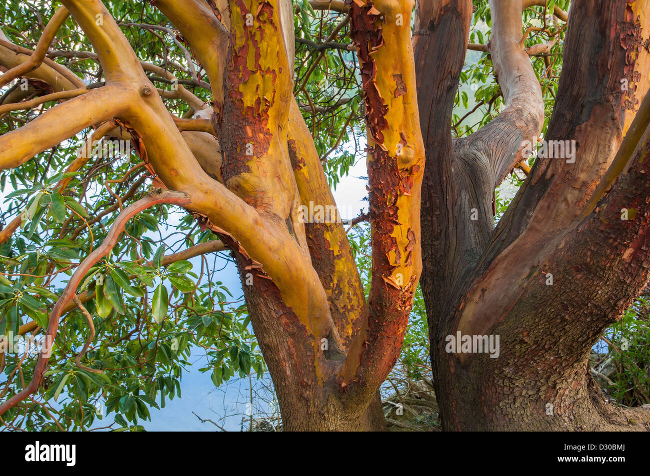 Pacific madrone arbutus tree hi-res stock photography and images - Alamy
