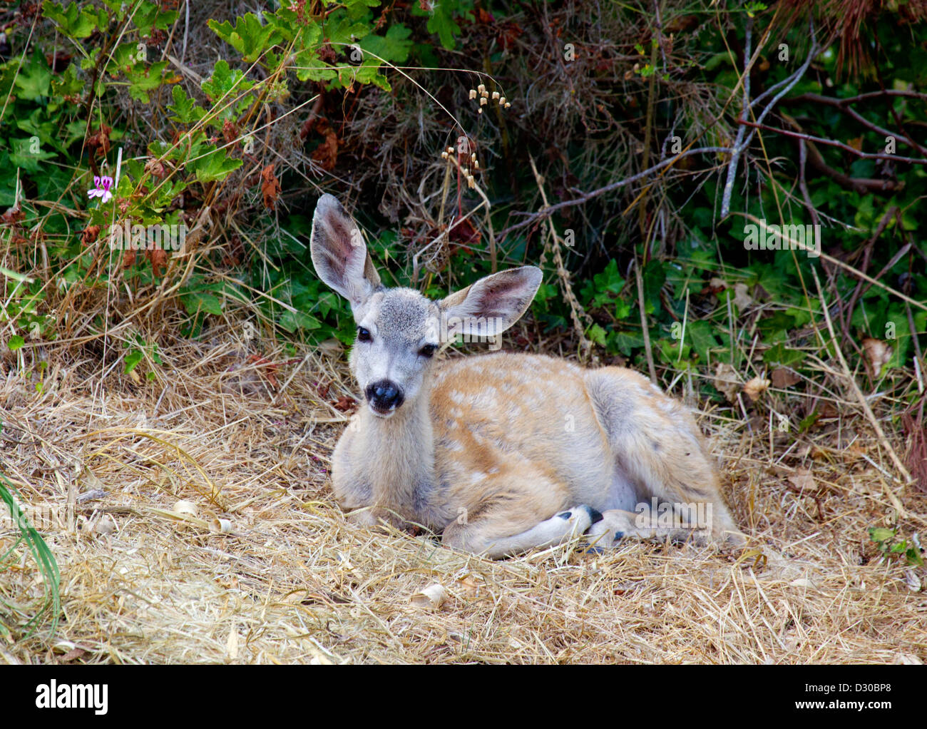 Two black tailed deer fawns lying down hi-res stock photography and ...