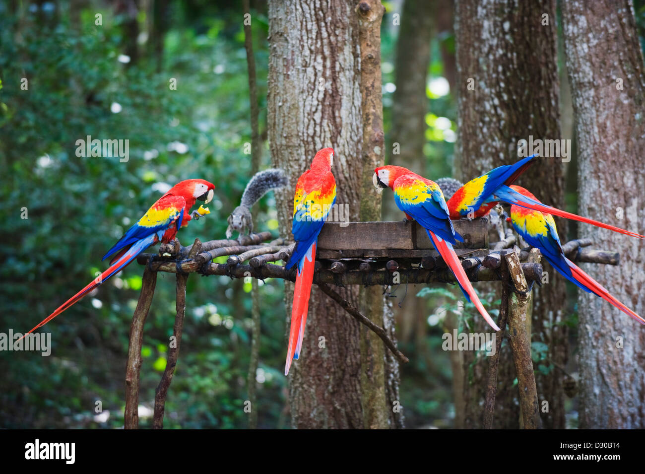 Scarlet Macaw (Ara macao), parrot at Mayan archeological site, Copan ...