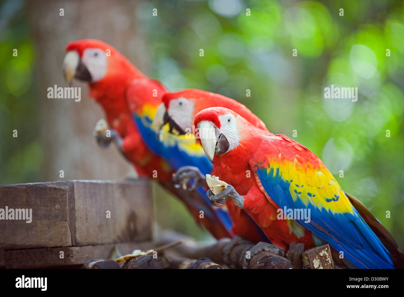 Scarlet Macaw (Ara macao), parrot at Mayan archeological site, Copan ...