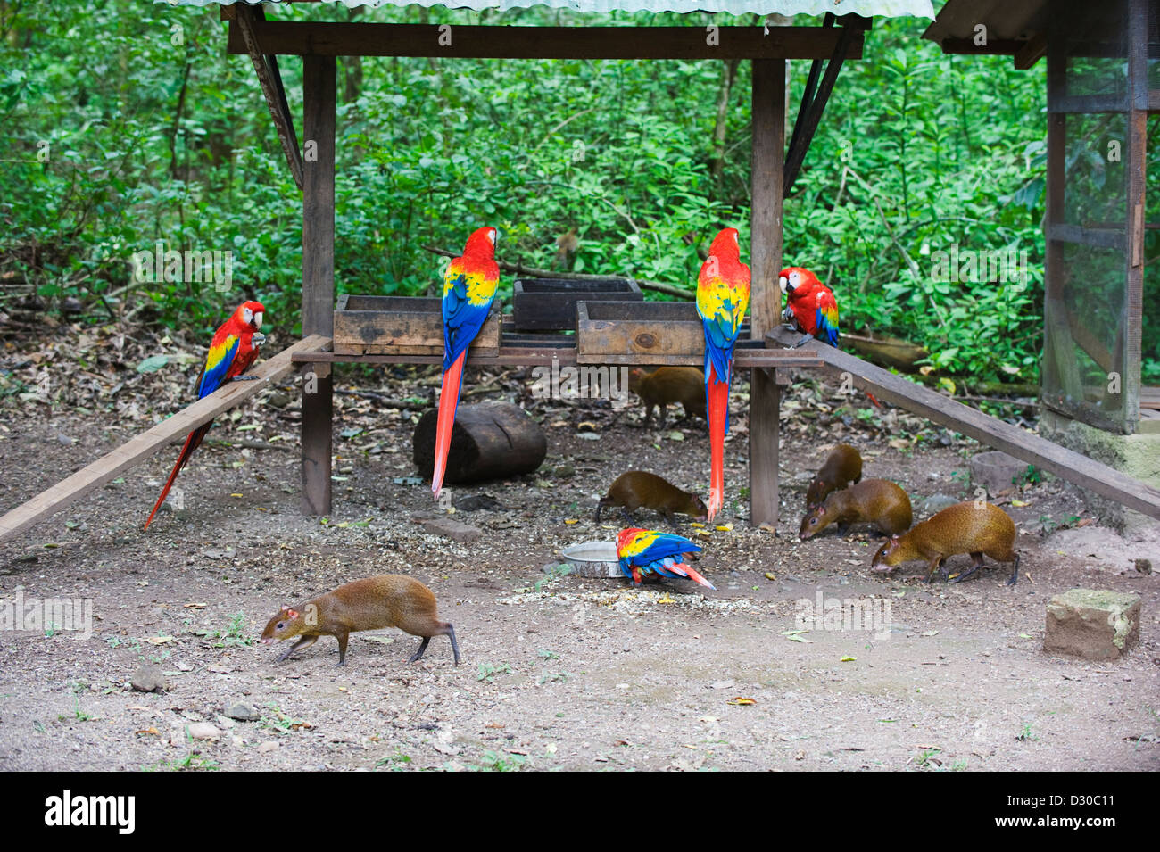 Scarlet Macaw (Ara macao), parrot at Mayan archeological site, Copan ...