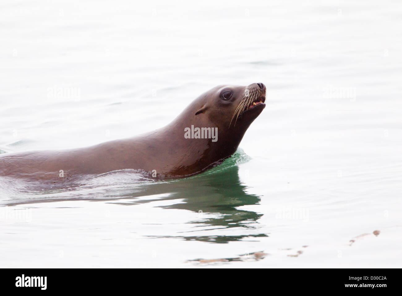 Sea lion female surfacing hi-res stock photography and images - Alamy