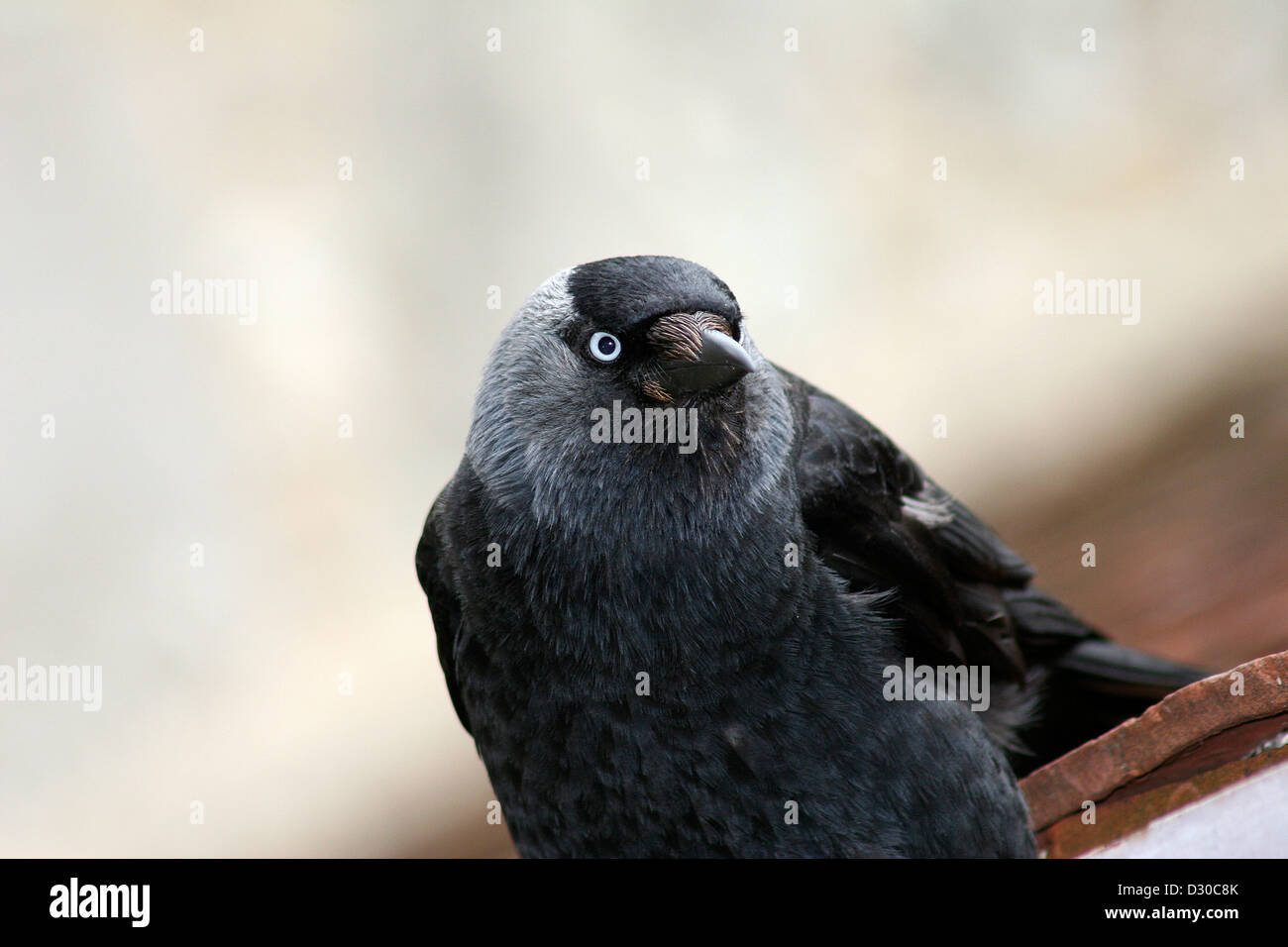 Crow eye hi-res stock photography and images - Alamy