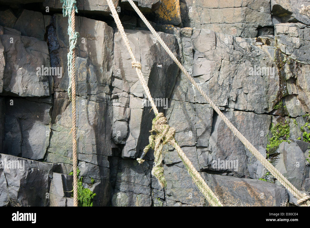 Mooring ropes, against the rock face, in Craster harbour ...