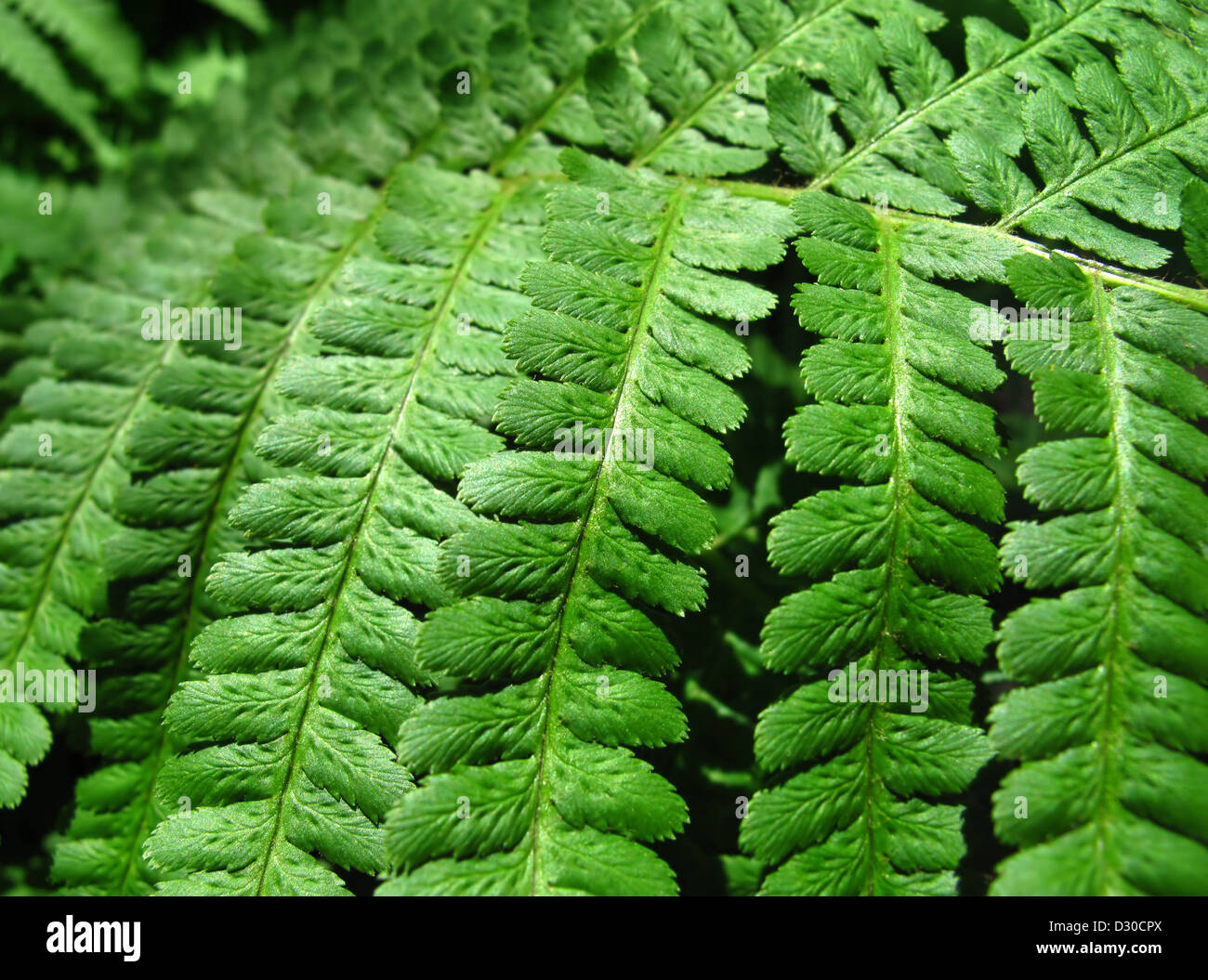 Decorative fern leaf hi-res stock photography and images - Alamy