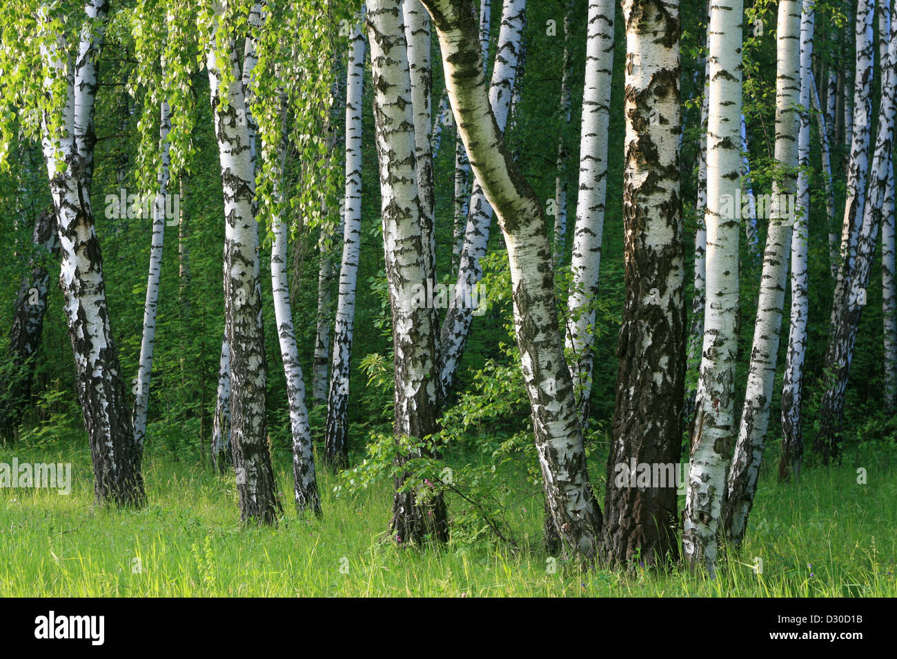 Birch trees in a summer forest Stock Photo - Alamy