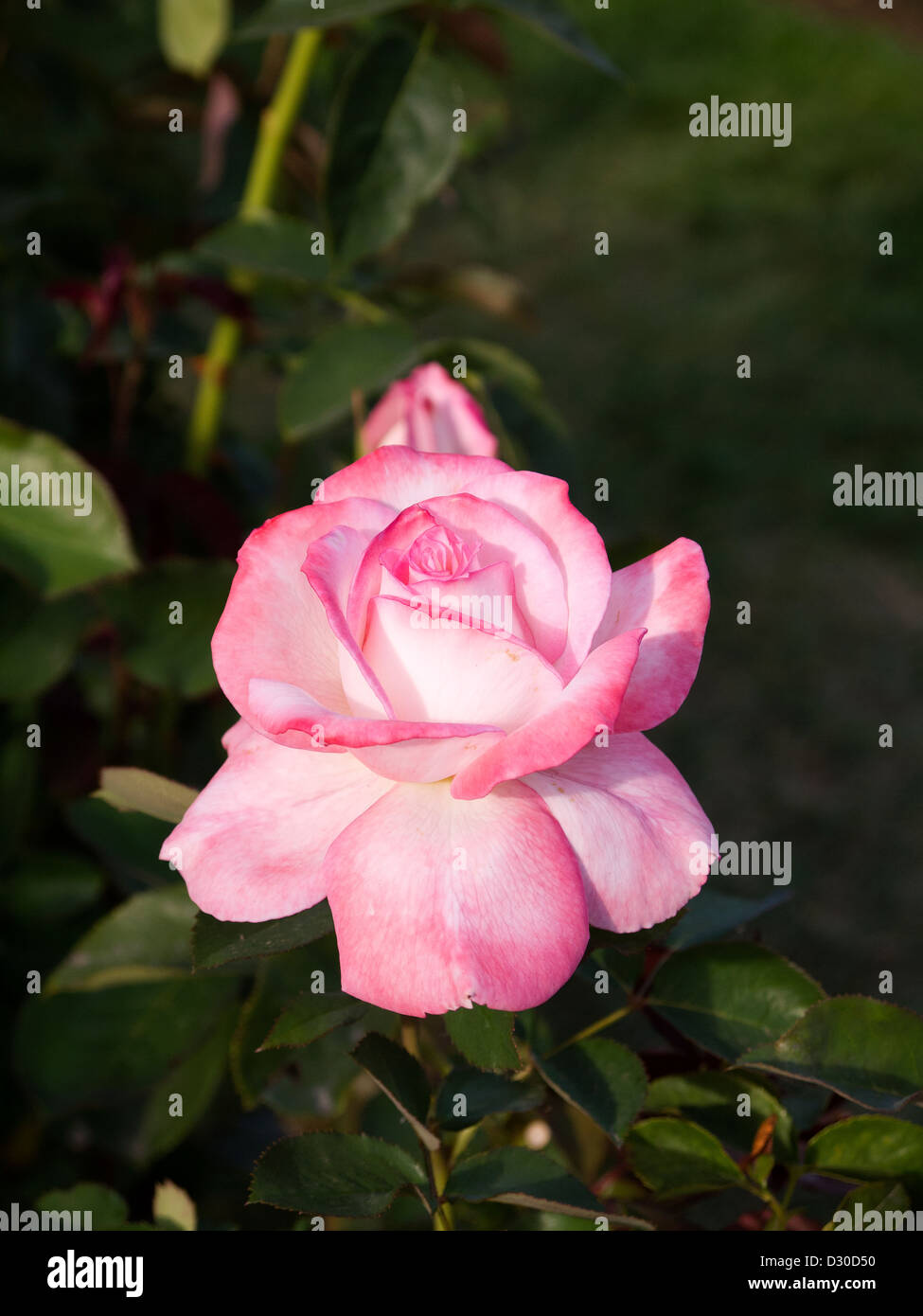 A Statue of a Royal Rosarian, or greeter, tips his hat in International ...