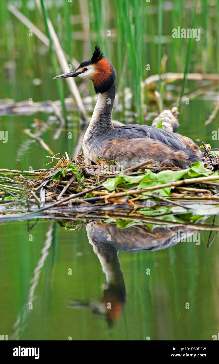 Great Crested Grebe (Podiceps cristatus) breeding on nest in lake Stock ...