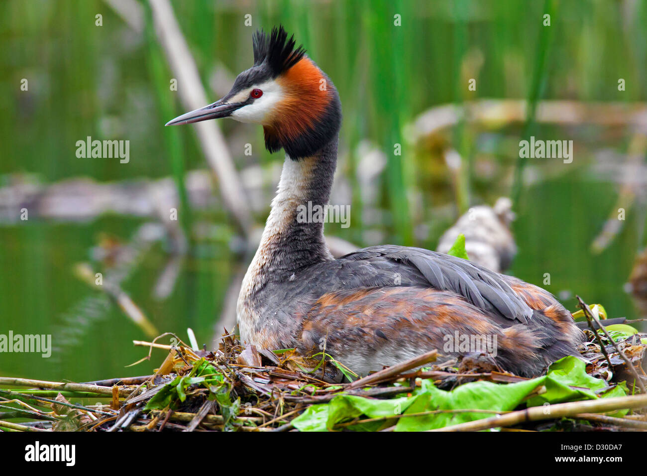 Great Crested Grebe (Podiceps cristatus) breeding on nest in lake Stock ...