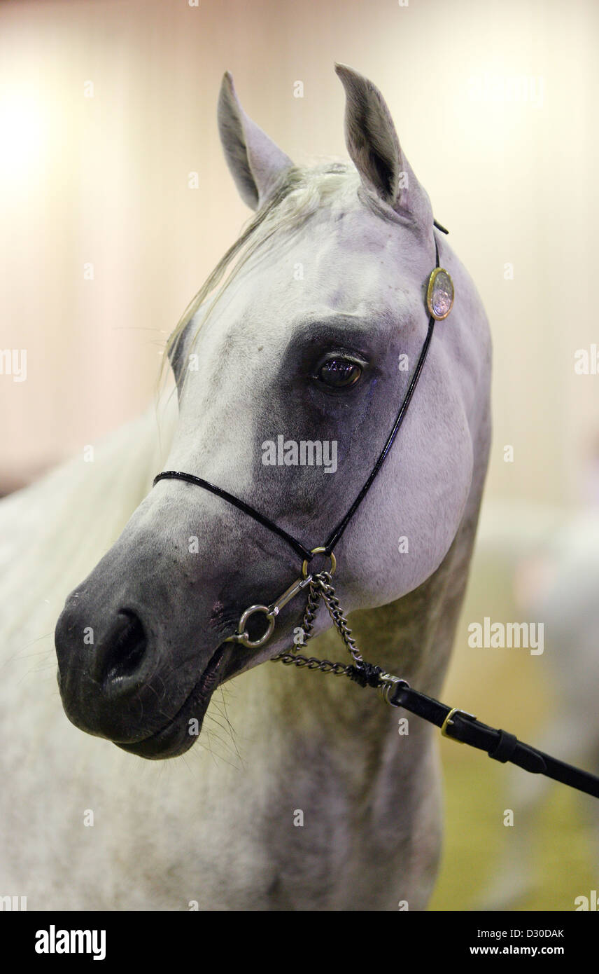 Dubai, United Arab Emirates, Arabian thoroughbred in portrait Stock ...