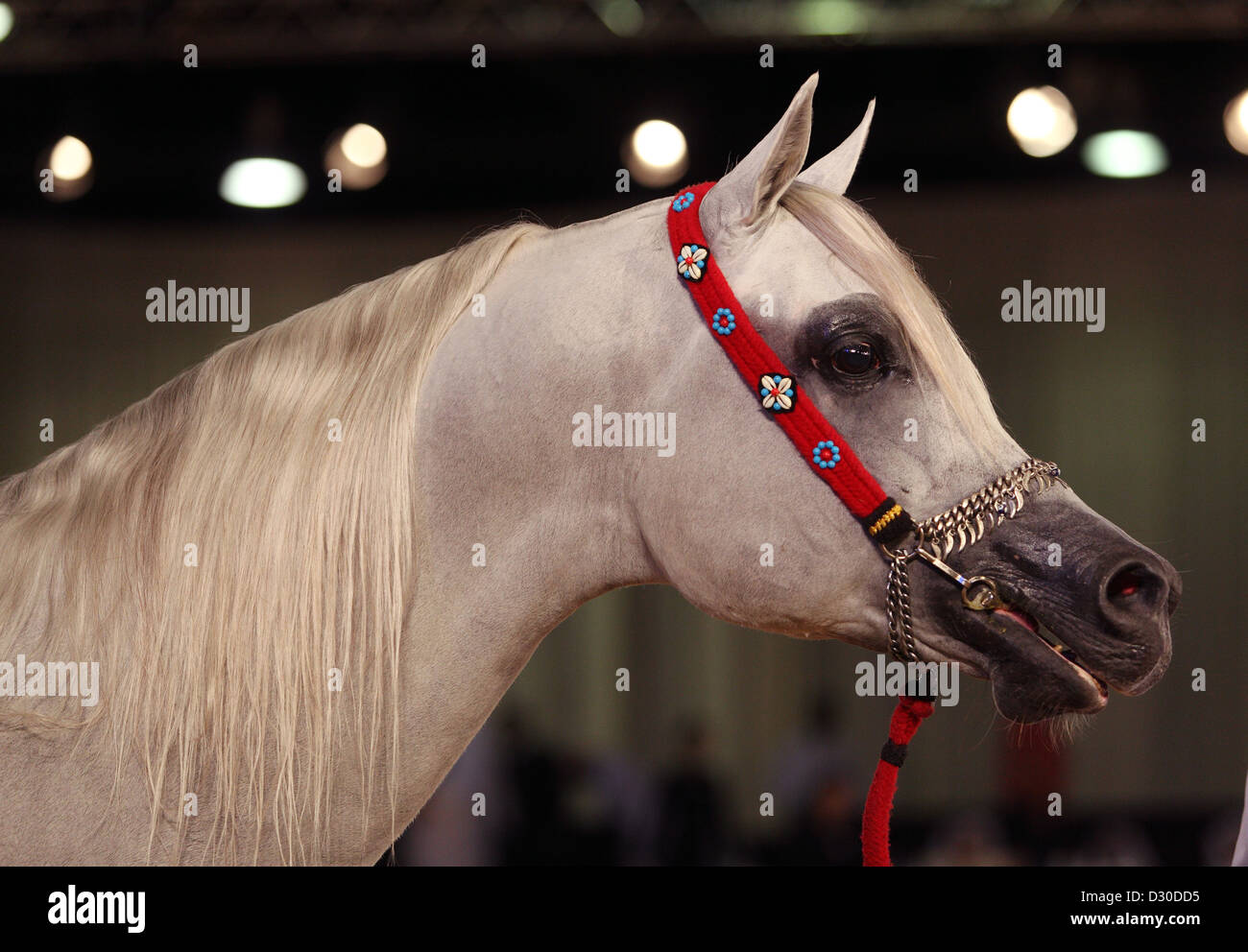 Dubai, United Arab Emirates, Arabian thoroughbred in portrait Stock ...