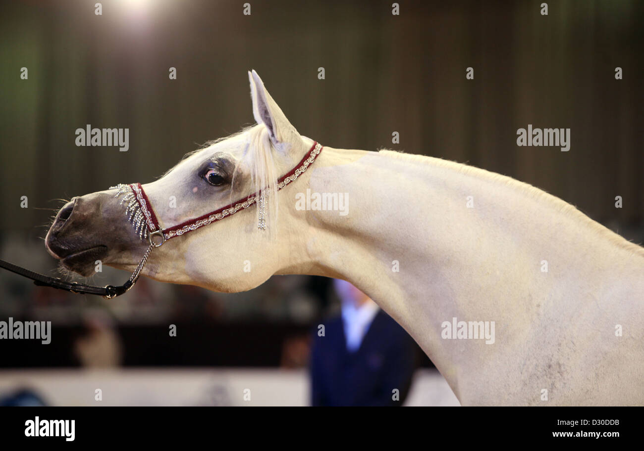 Dubai, United Arab Emirates, Arabian thoroughbred in Showpose in ...
