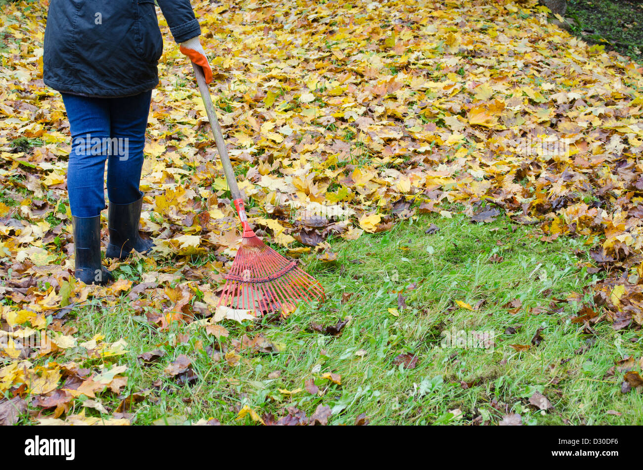 woman with red raker tool in hands do garden works rake colorful leaves ...