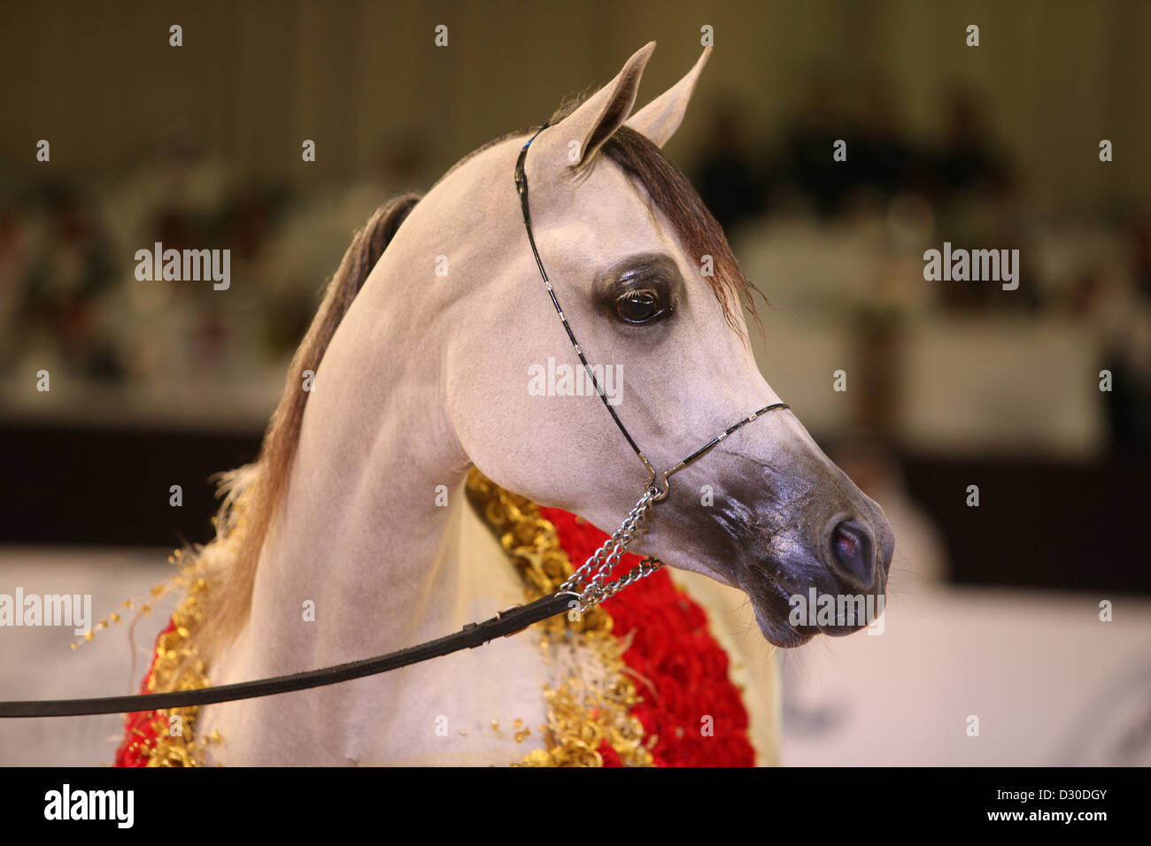 Dubai, United Arab Emirates, Arabian thoroughbred in portrait Stock ...