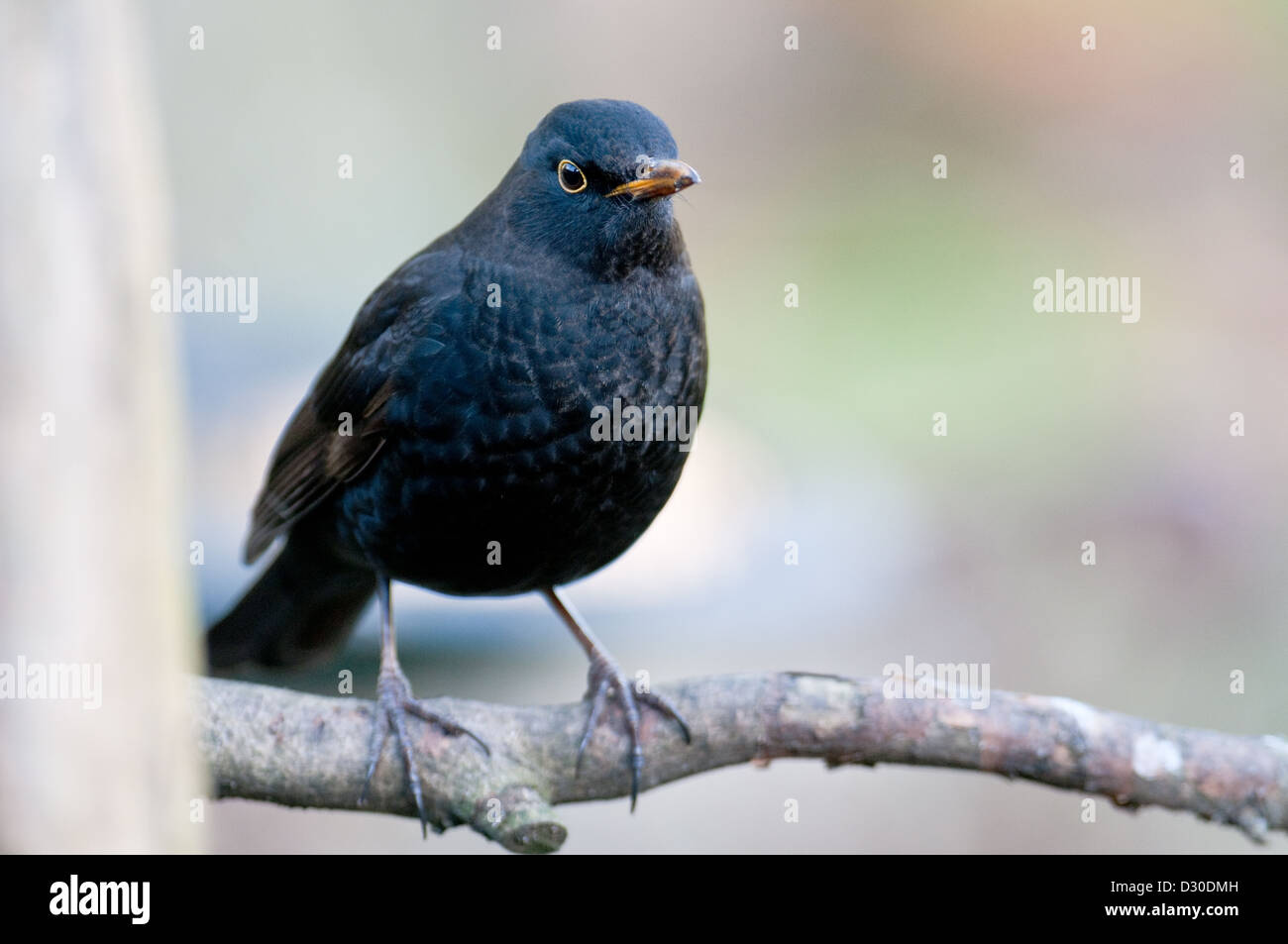 Apple bl hi-res stock photography and images - Alamy
