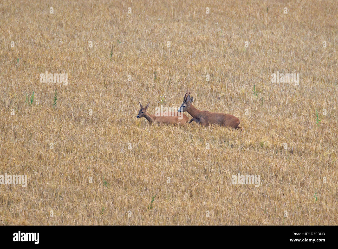 Roe deer (Capreolus capreolus) buck chasing doe during courtship before ...