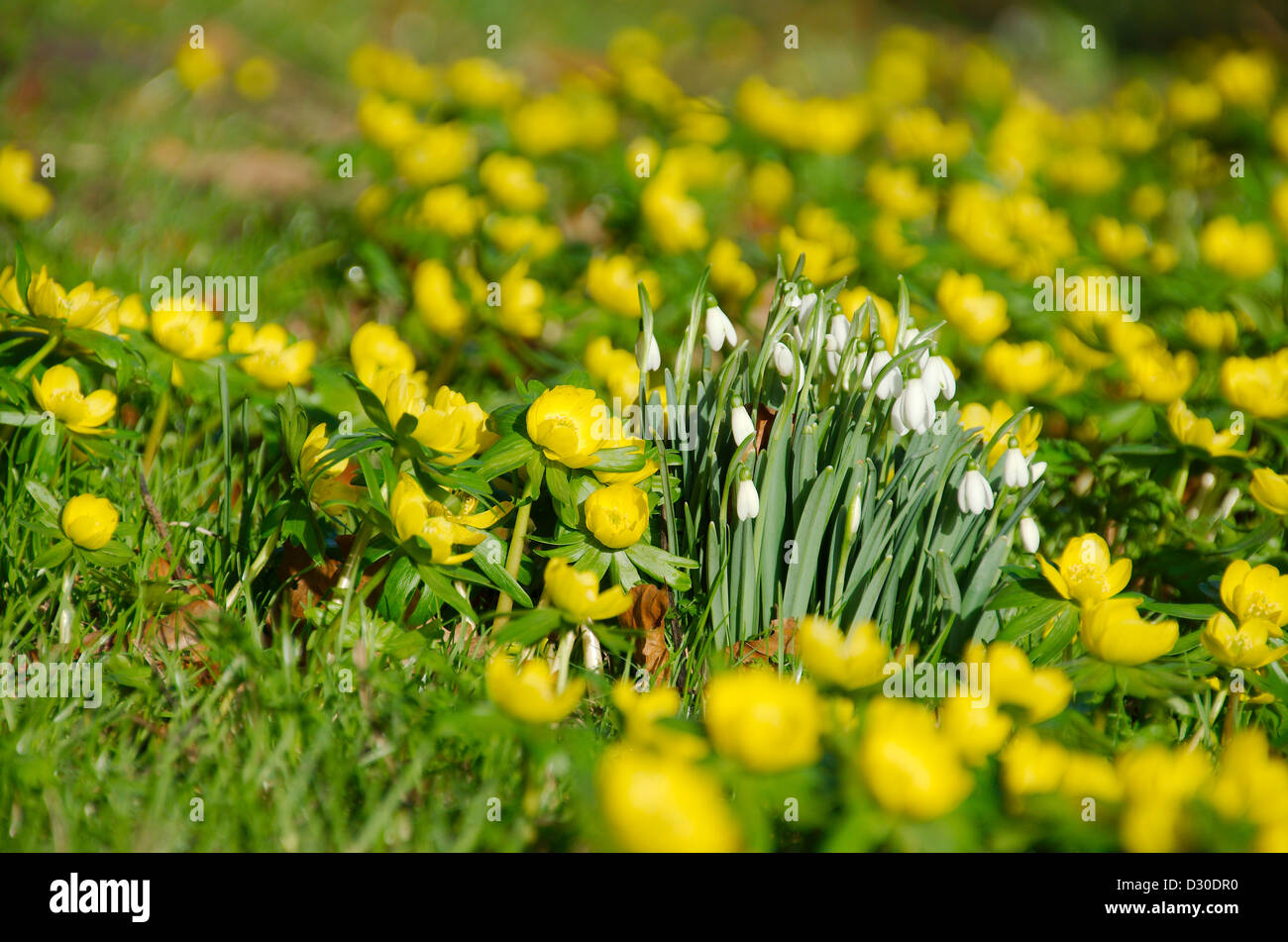 Snowdrops (Galanthus nivalis) and Winter Aconites (Eranthis hyemalis ...
