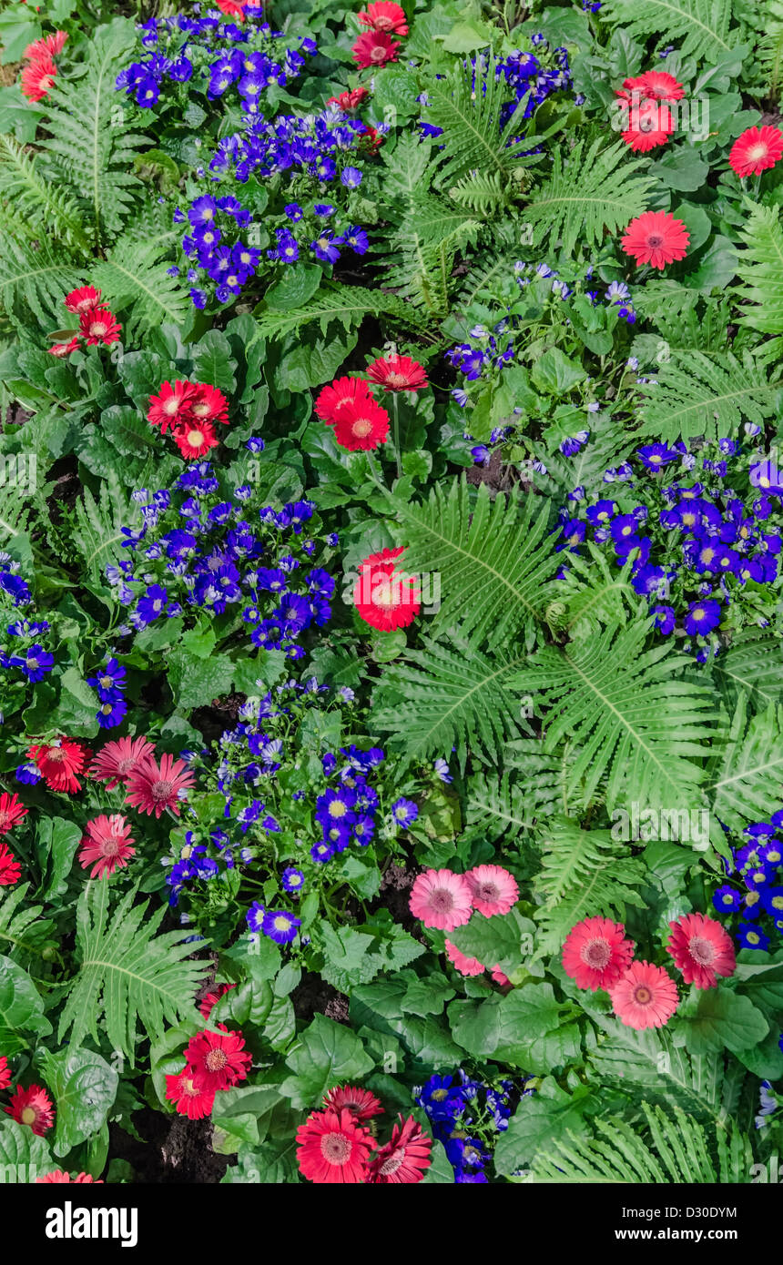 Flower bed at "Green Week" in Berlin, Germany Stock Photo - Alamy