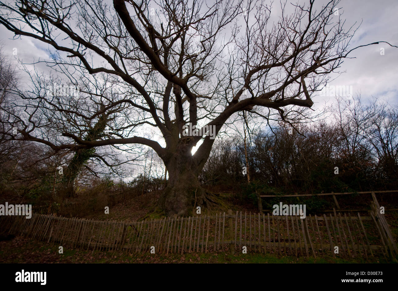 Large old ancient tree Stock Photo - Alamy