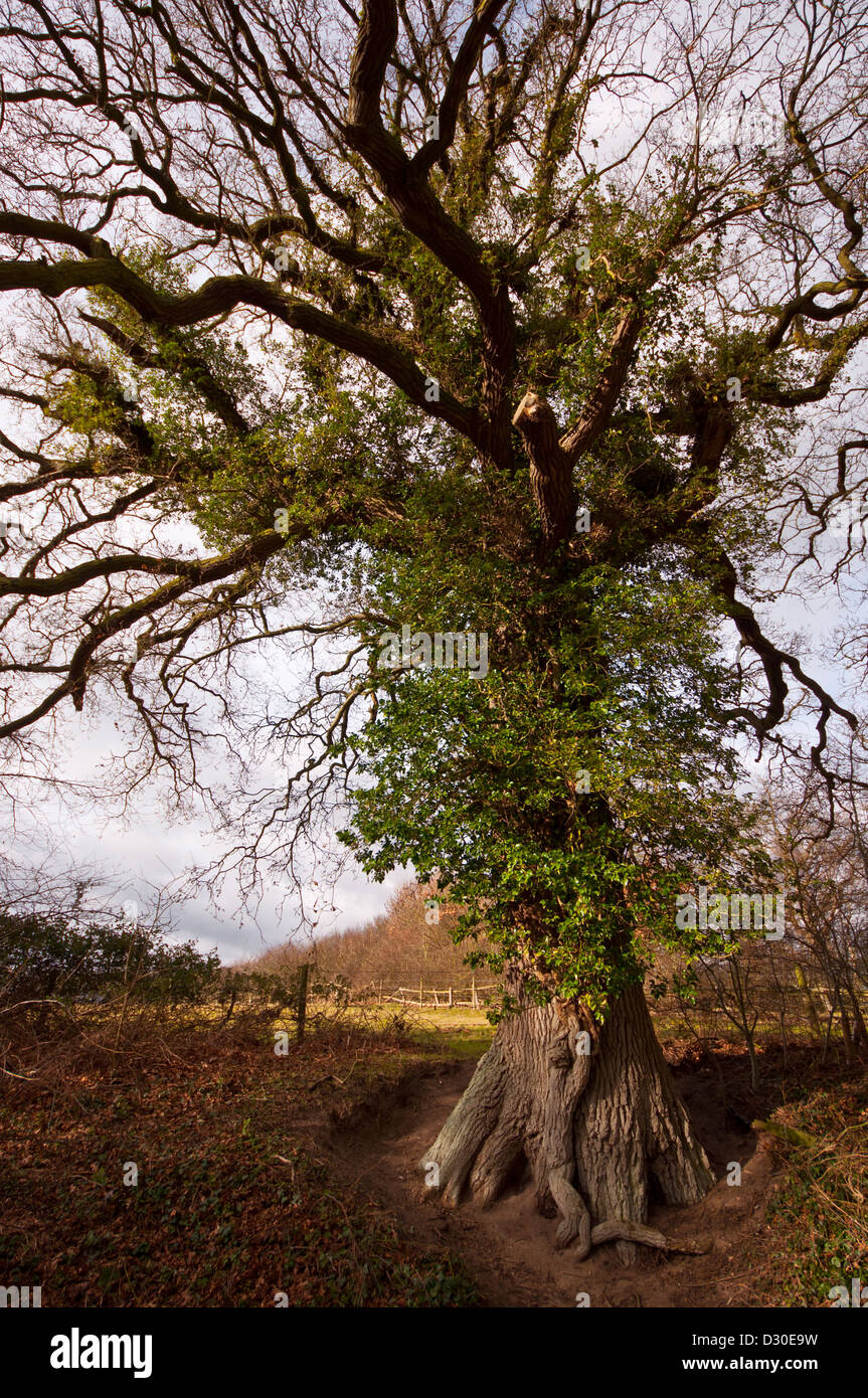 Large tree covered in ivy Stock Photo - Alamy