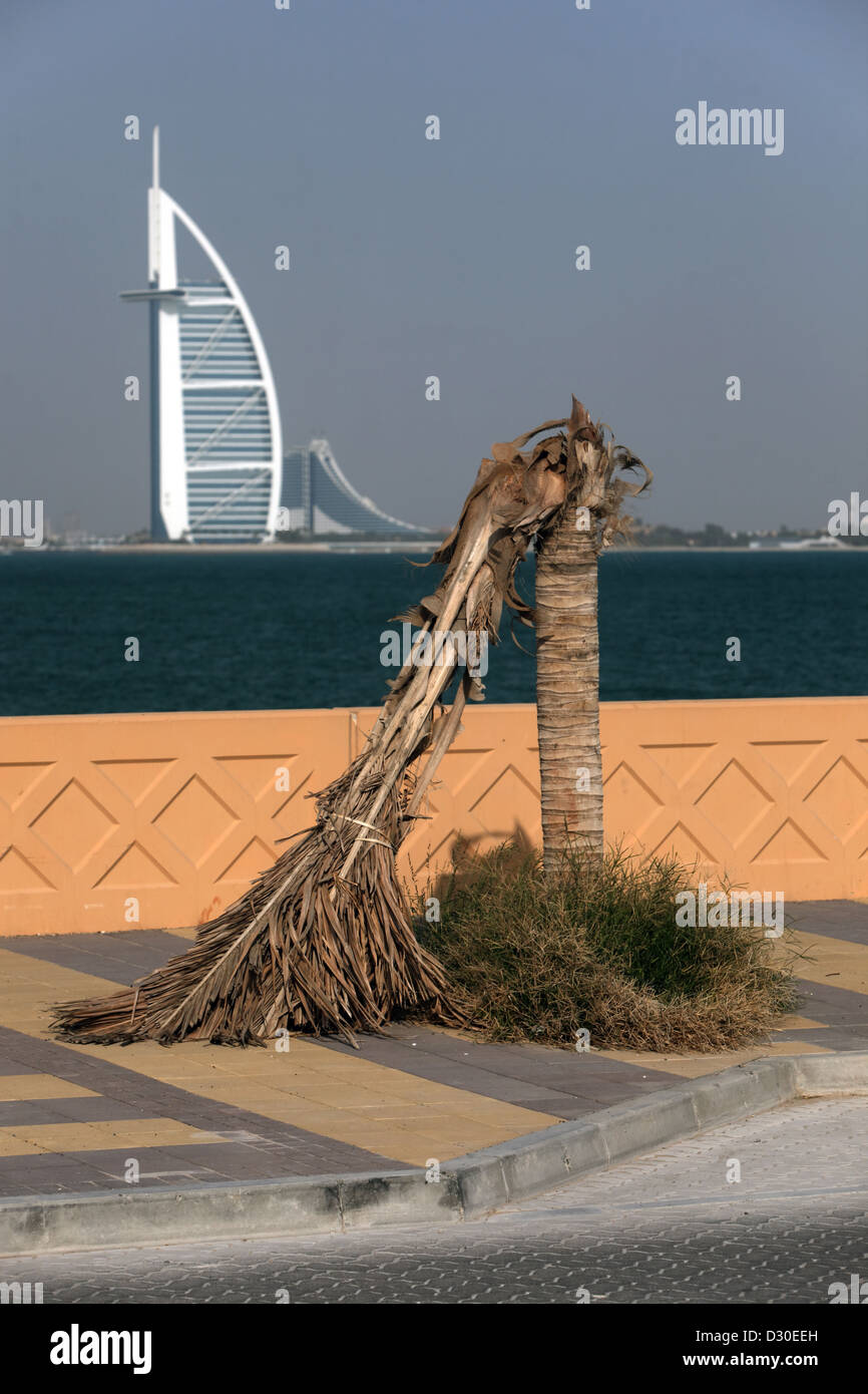 Dubai, United Arab Emirates, bent palm tree in front of the Burj al ...