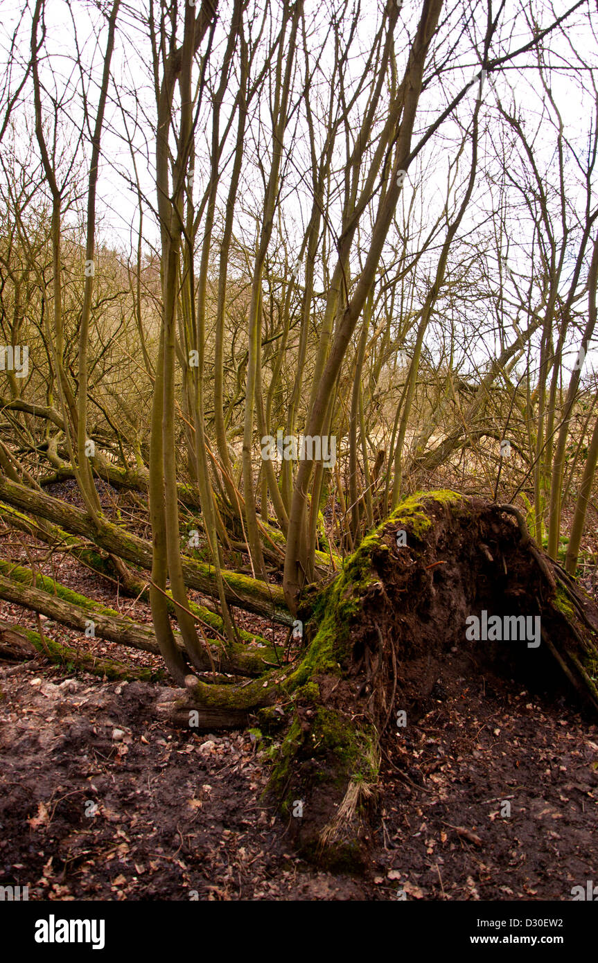 Sprouting Tree High Resolution Stock Photography and Images - Alamy