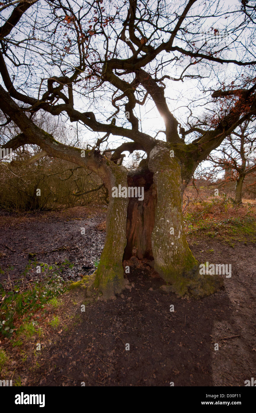 Old hollow tree hi-res stock photography and images - Alamy