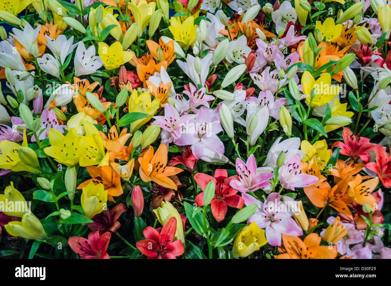 Flower bed at "Green Week" in Berlin, Germany Stock Photo - Alamy