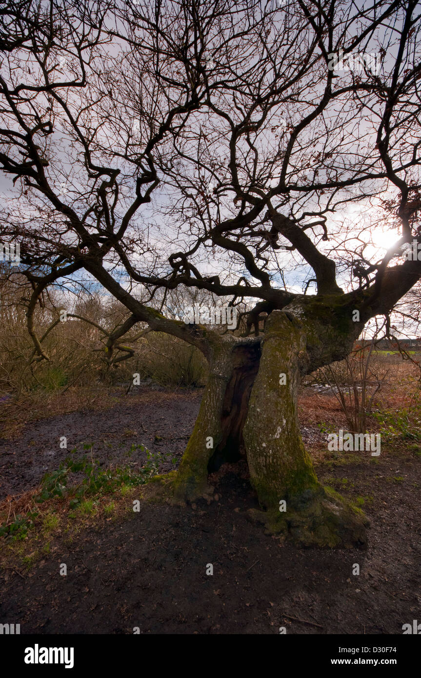 Hollow willow hi-res stock photography and images - Alamy
