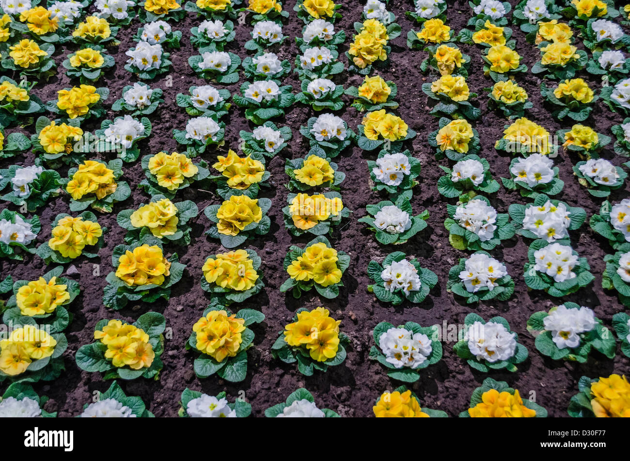Flower bed at "Green Week" in Berlin, Germany Stock Photo - Alamy