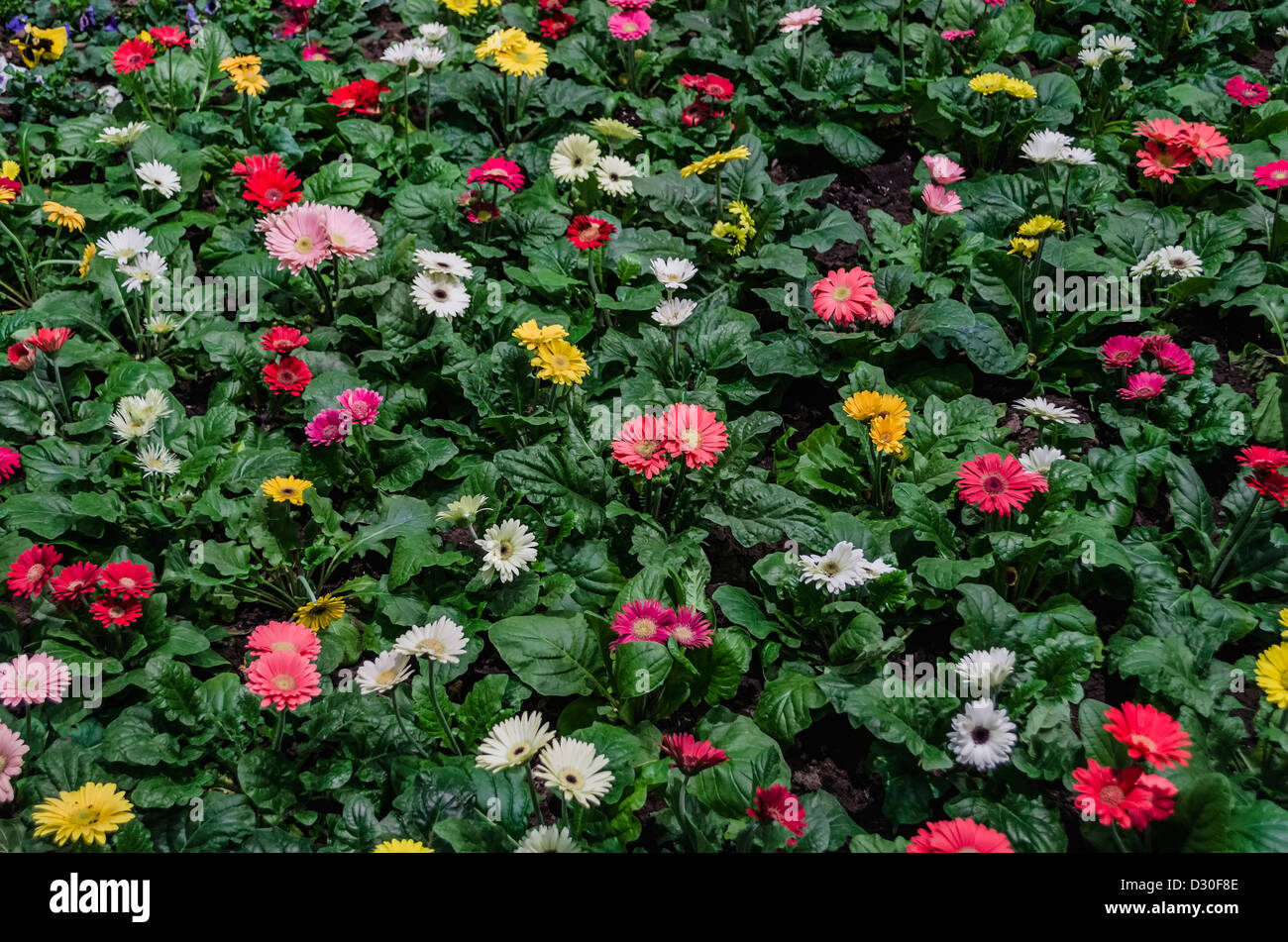 Flower bed at "Green Week" in Berlin, Germany Stock Photo - Alamy