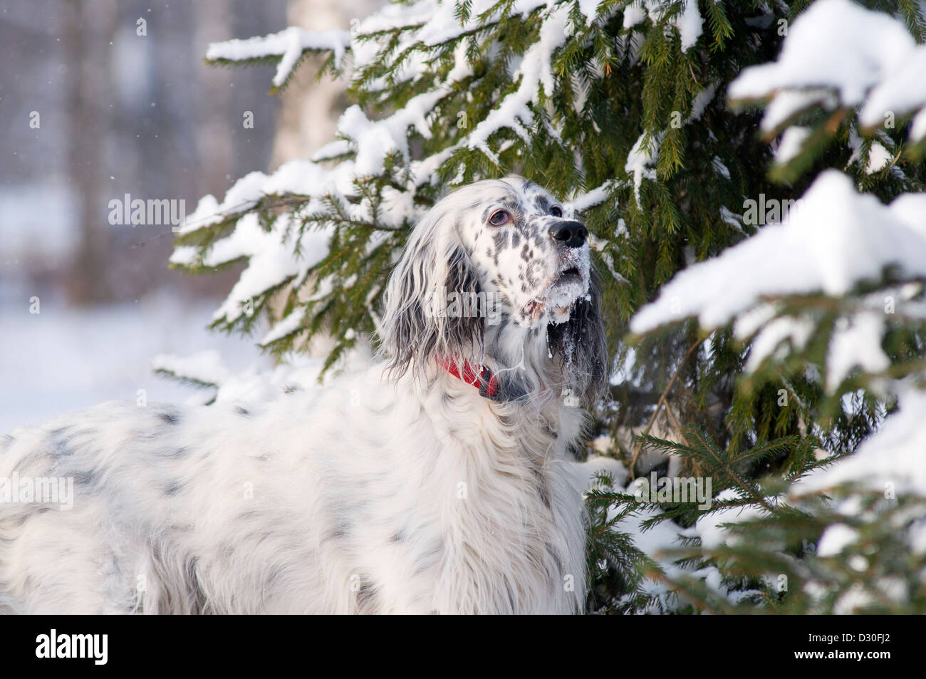 Brown white english pointer hi-res stock photography and images - Alamy