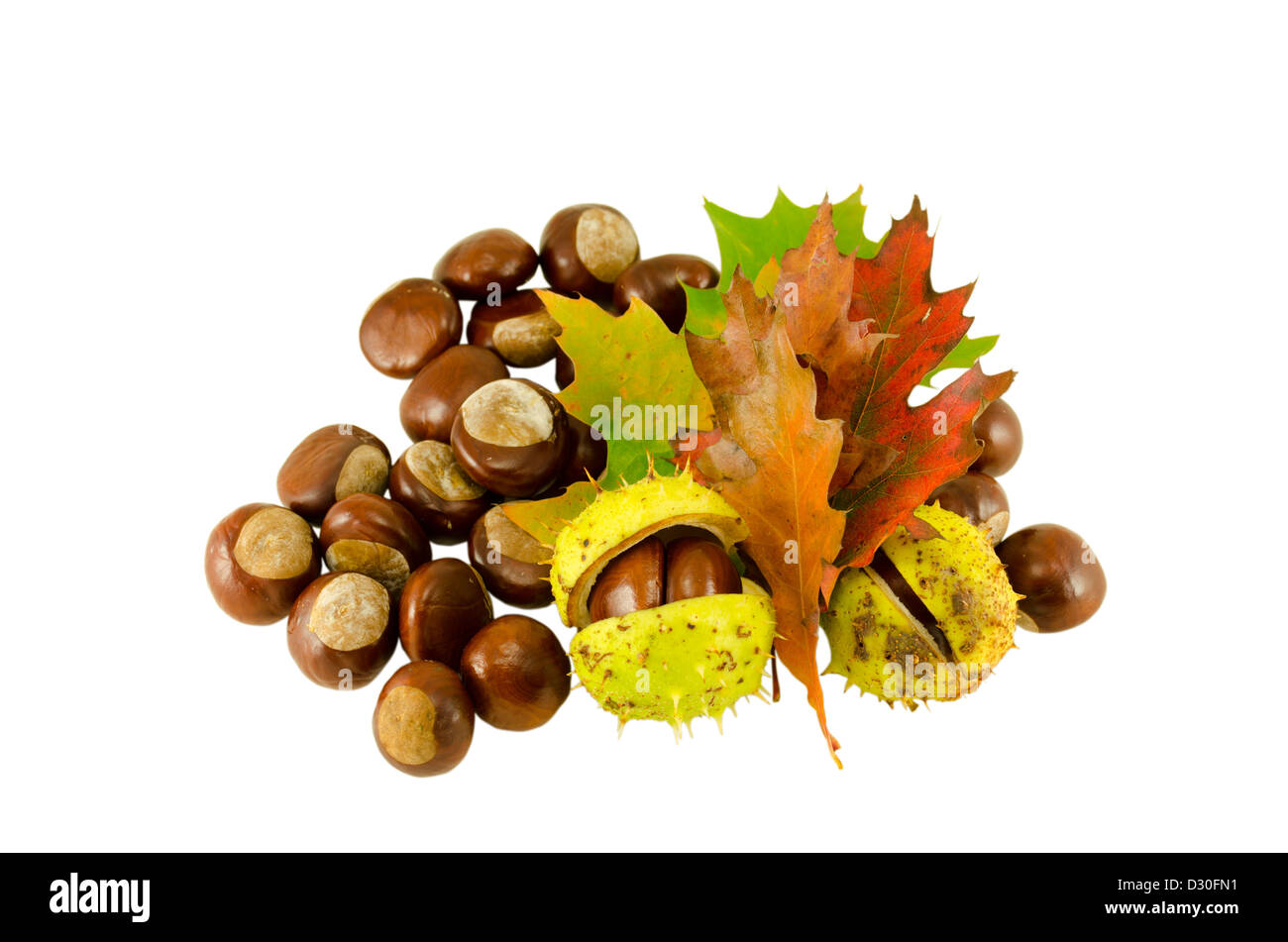 chestnuts autumn composition and sear leaves isolated on white ...
