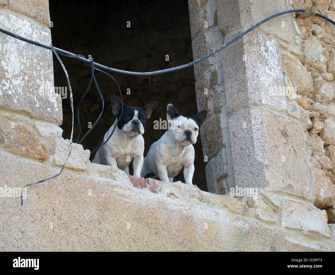 French pug hi-res stock photography and images - Alamy