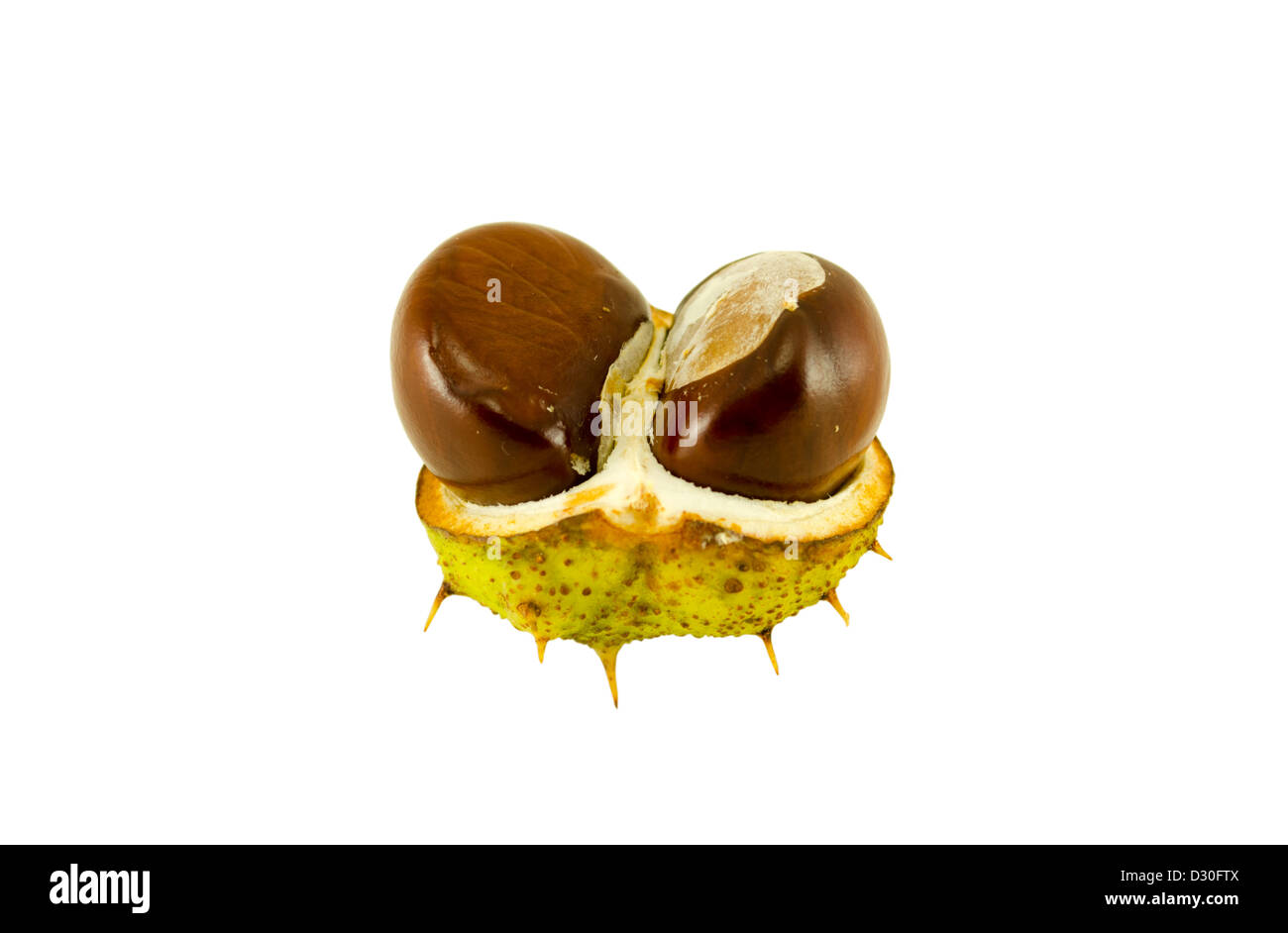 two ripe chestnuts in the shell isolated on white background Stock ...