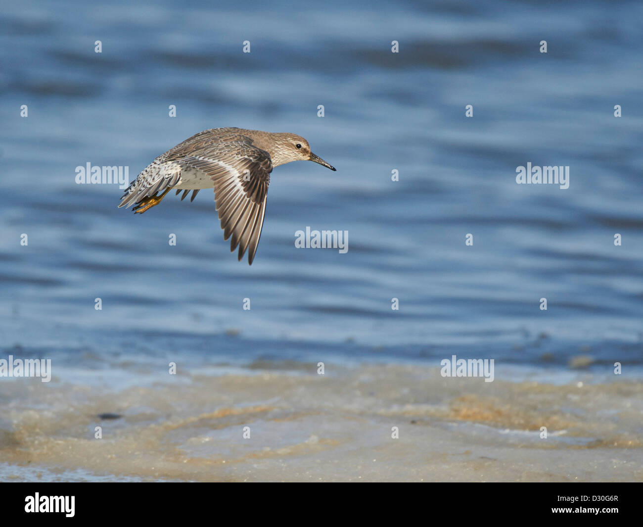 Red knot in winter hi-res stock photography and images - Alamy