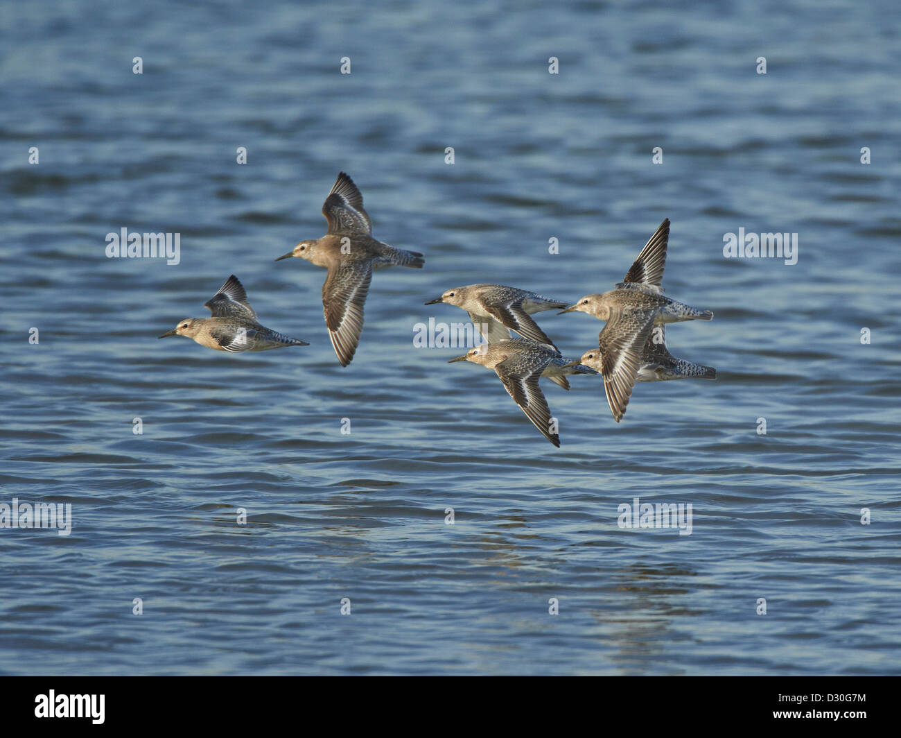 Red knot bird flock hi-res stock photography and images - Alamy