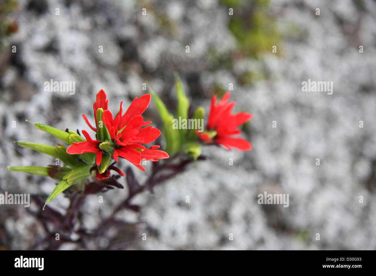 Ecuador flower red hi-res stock photography and images - Alamy