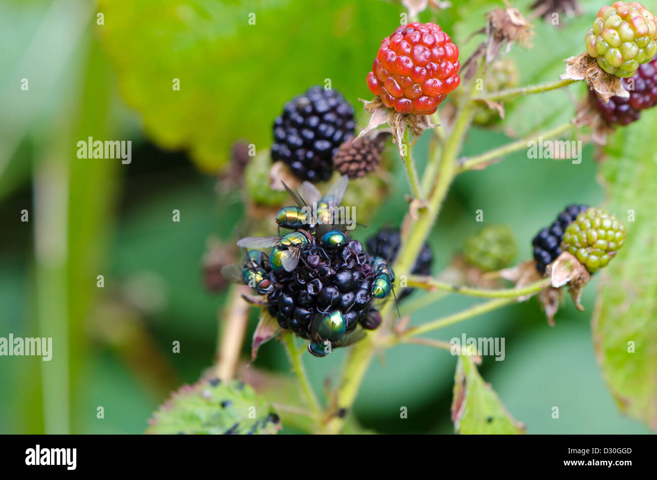Insect and berries diet hi-res stock photography and images - Alamy