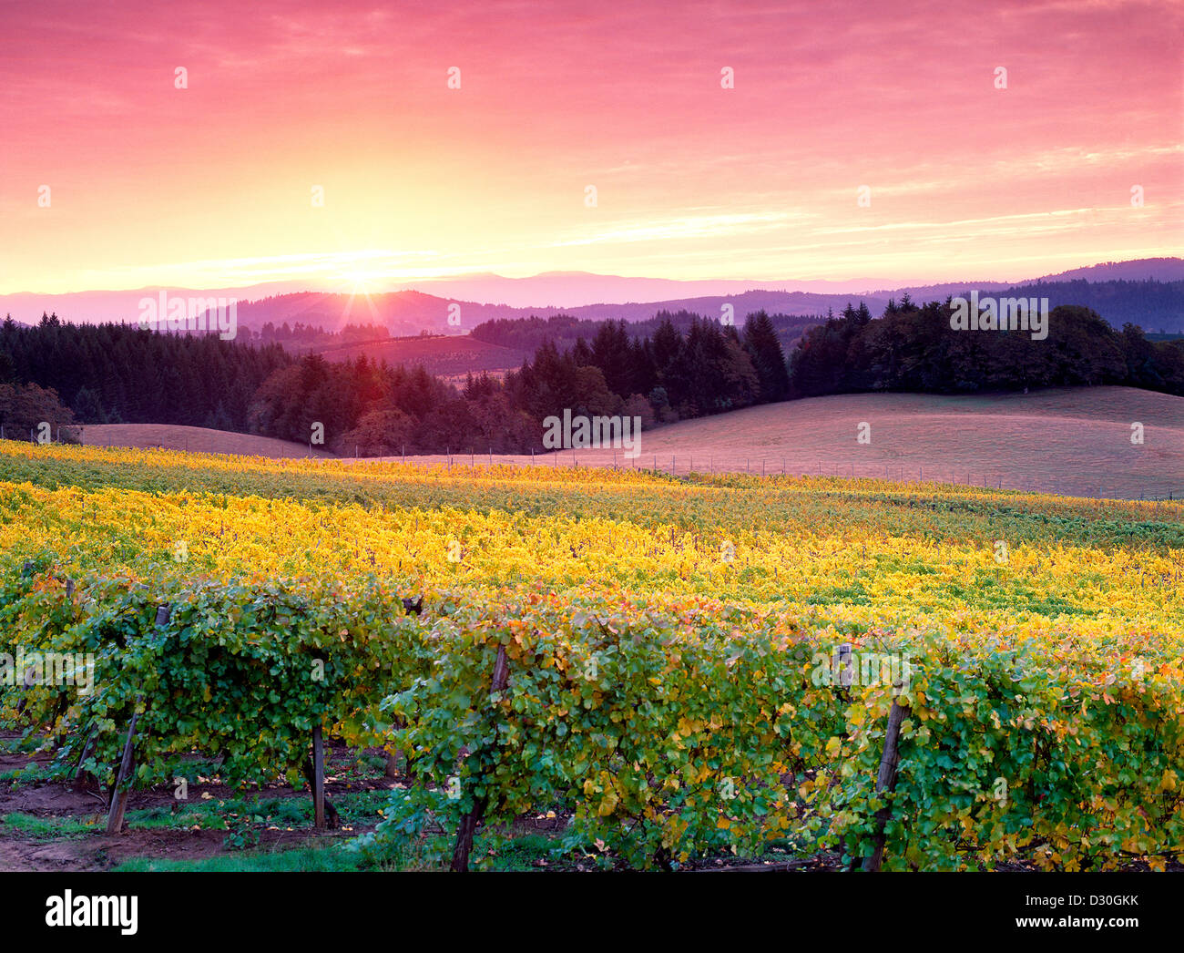 Sunrise and Alpine Vineyards. Near Alpine, Oregon Stock Photo - Alamy