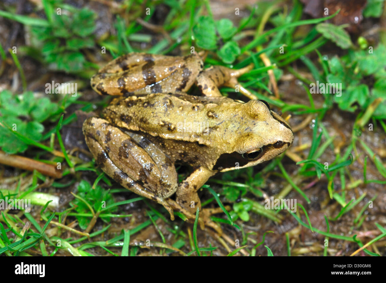 Common familiar visitor hi-res stock photography and images - Alamy