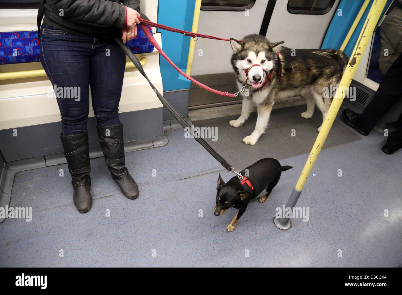 two dogs on the tube Stock Photo - Alamy