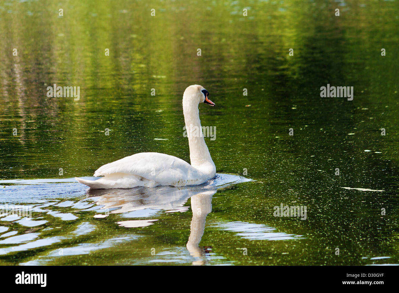 Swan brook hi-res stock photography and images - Alamy