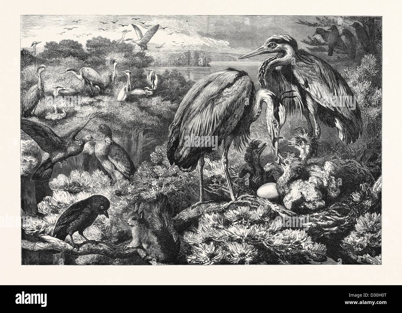 THE HERONRY AT DIDLINGTON PARK NORFOLK 1868 Stock Photo - Alamy