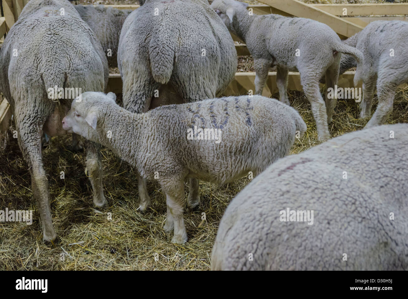 Sheep in compound on display at "Green Week" in Berlin, Germany Stock ...