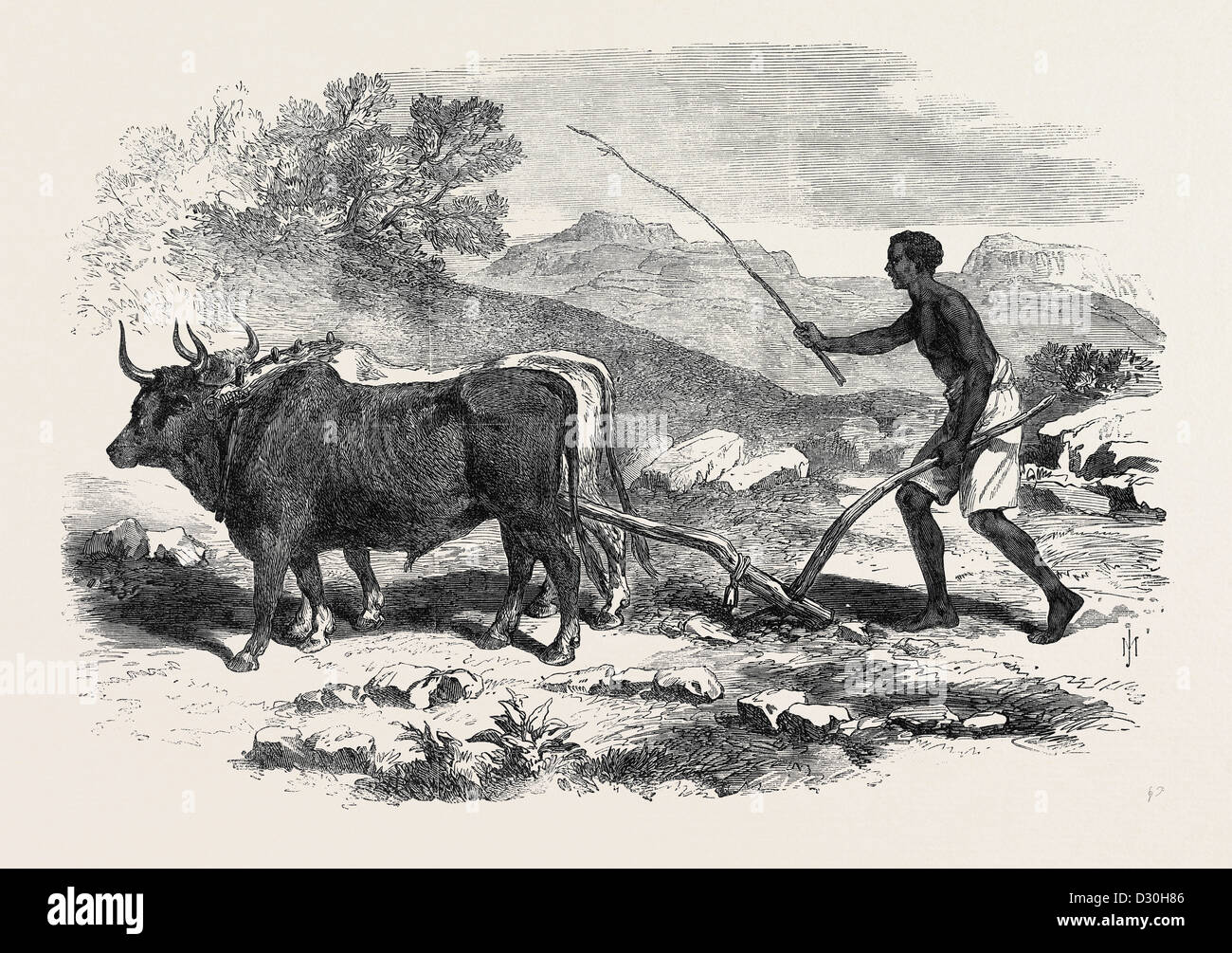 Native ploughing in hi-res stock photography and images - Alamy