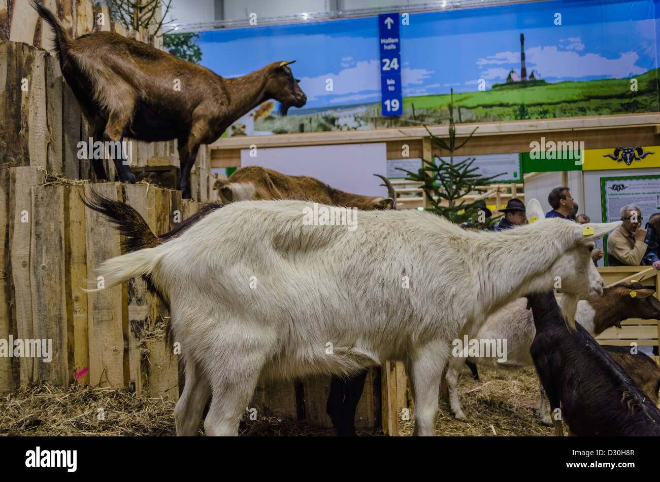 Compound with white goats at "Green Week" in Berlin, Germany Stock ...
