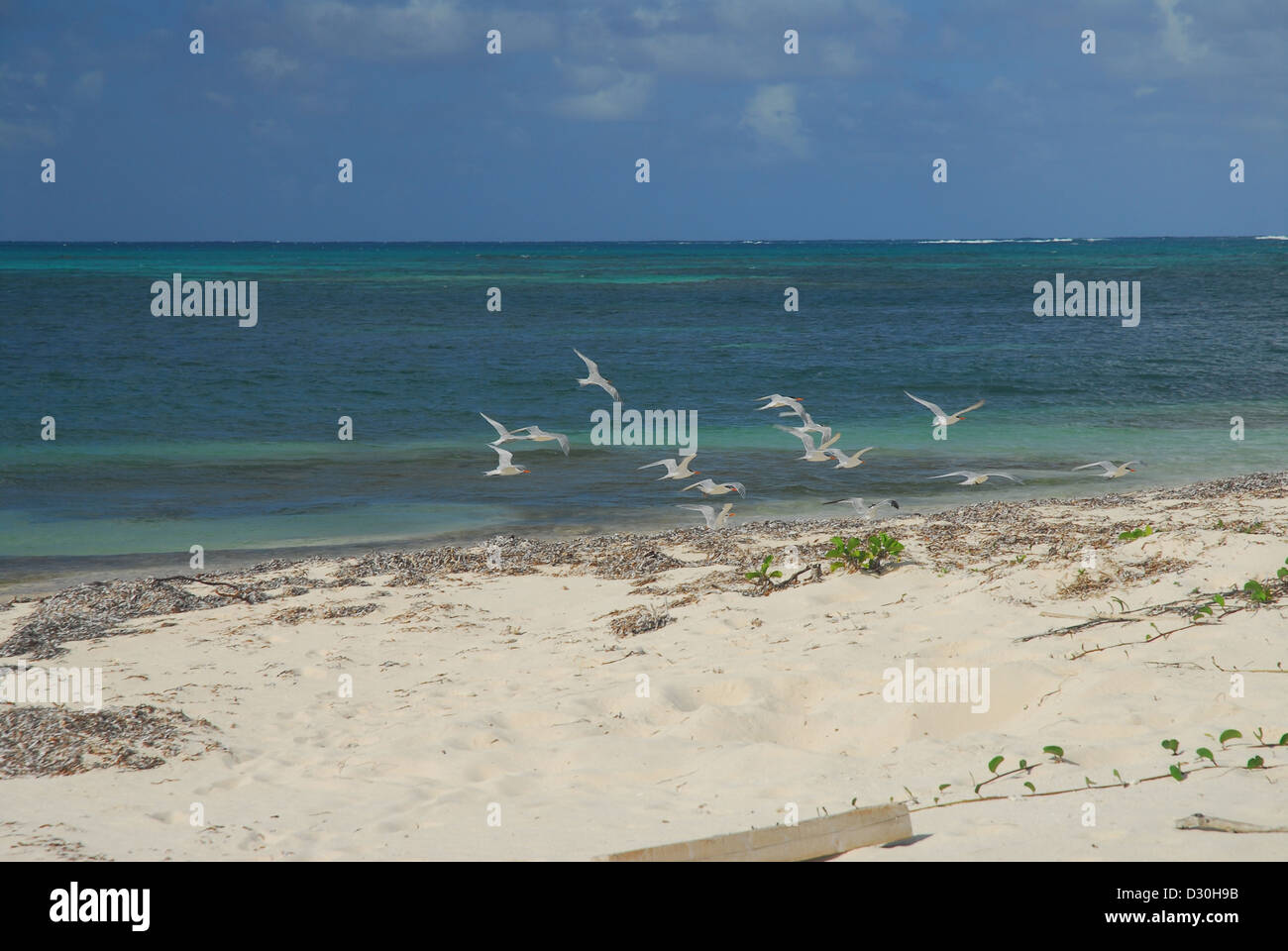 Natural beach in caribbean hi-res stock photography and images - Alamy