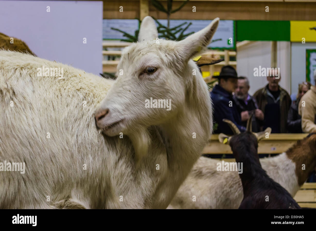 Compound with white goats at "Green Week" in Berlin, Germany Stock ...